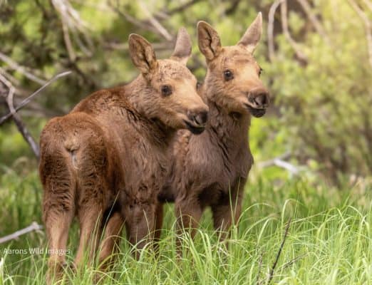 Rare Twin Moose Calves Spotted in Rocky Mountain National Park - A-Z ...
