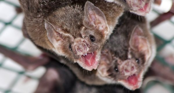 Why Vampire Bats Regurgitate Blood for Their Hungry Friends - A-Z Animals