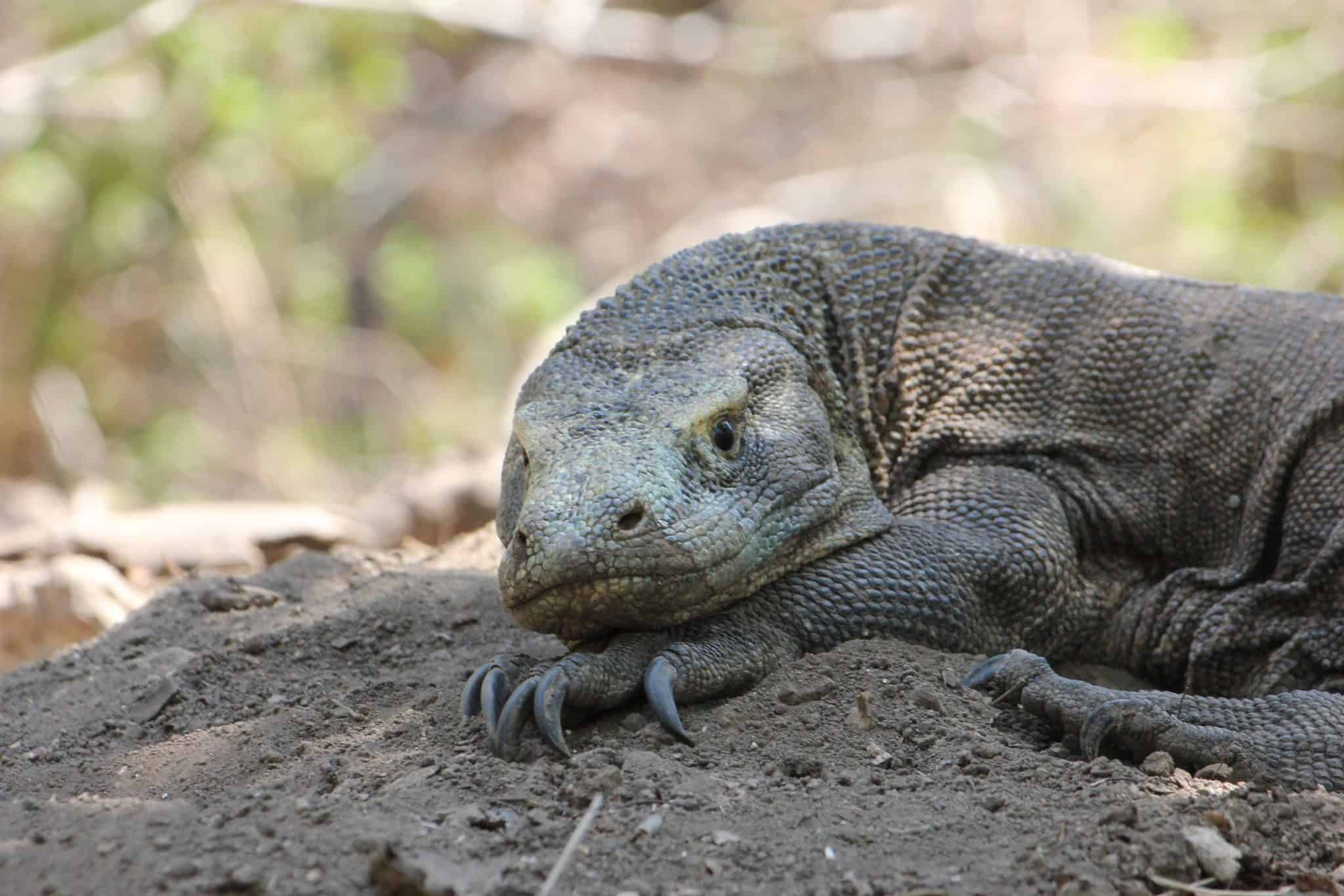 Komodo Dragons Battle Fiercely to Prove Dominance - A-Z Animals