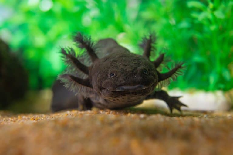 Meet The 7 Cutest Axolotls In The World - A-Z Animals