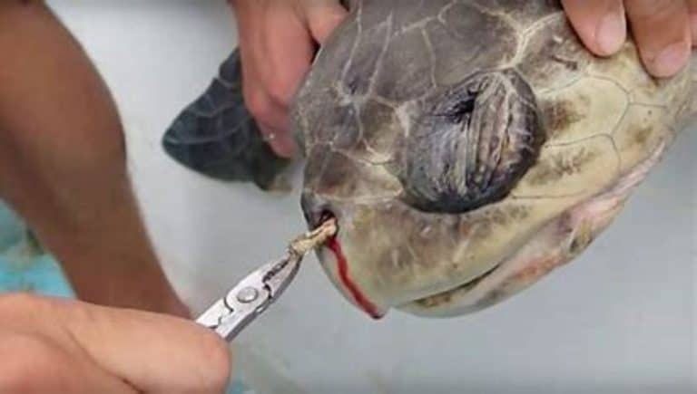 How One Sea Turtle Sparked a Movement Against Plastic Straws - A-Z Animals