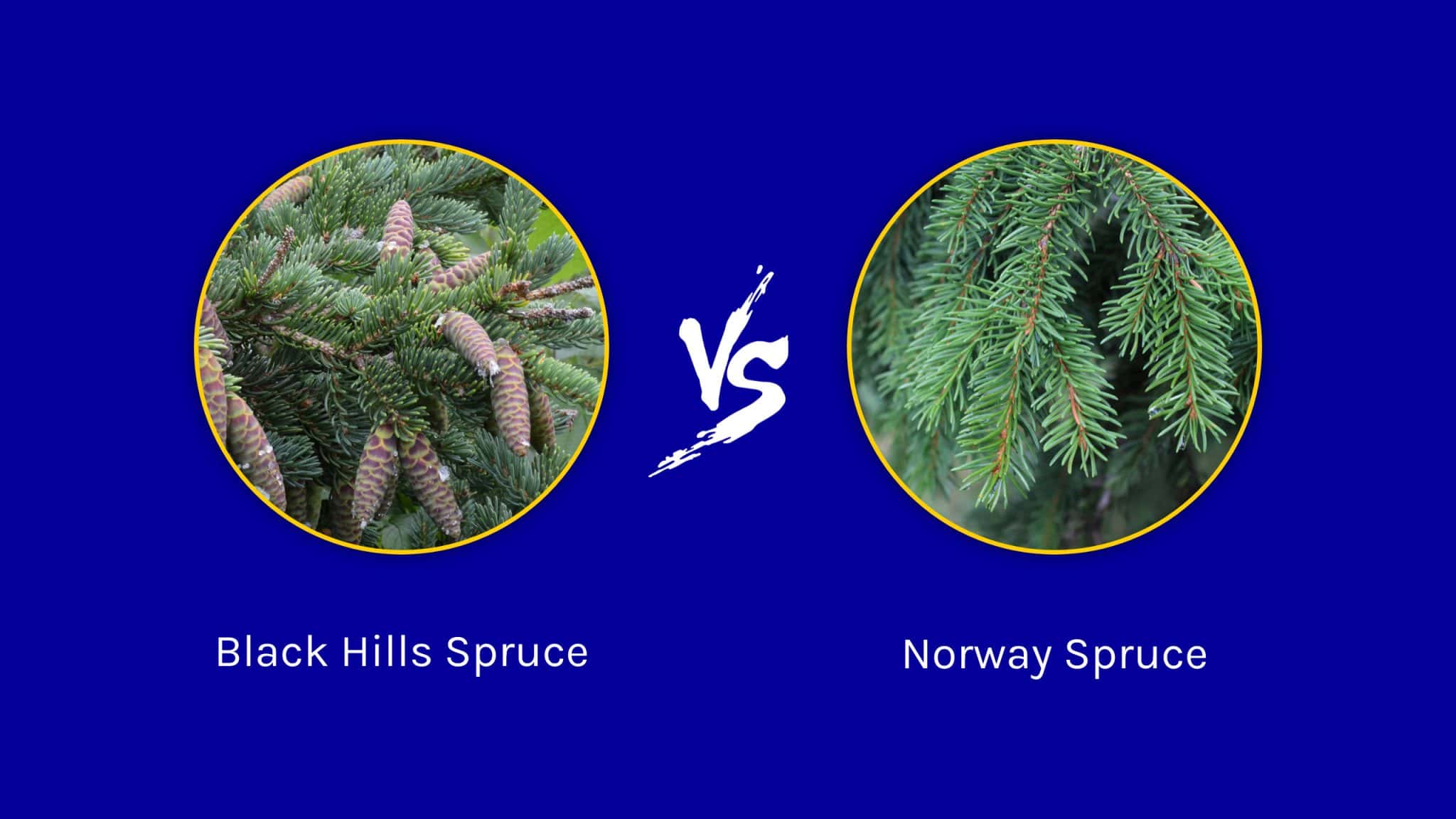 Black Hills Spruce vs. Norway Spruce: What's the Difference? - A-Z Animals
