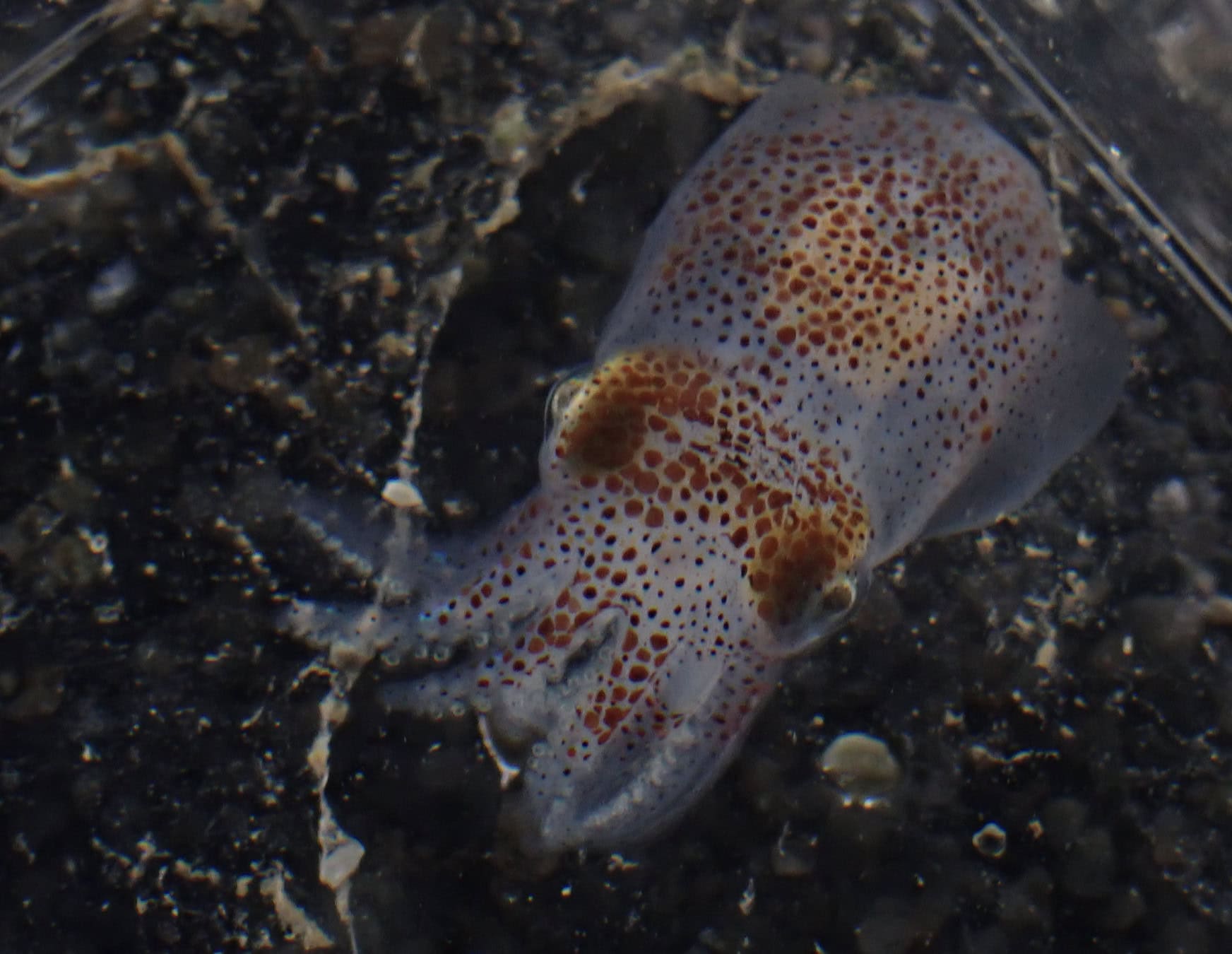 Is This Tiniest Squid You've Ever Seen? - A-Z Animals