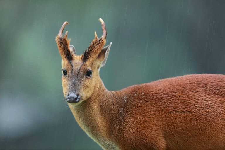 Barking in the Woods? It Might Be This Unusual Deer Species - A-Z Animals
