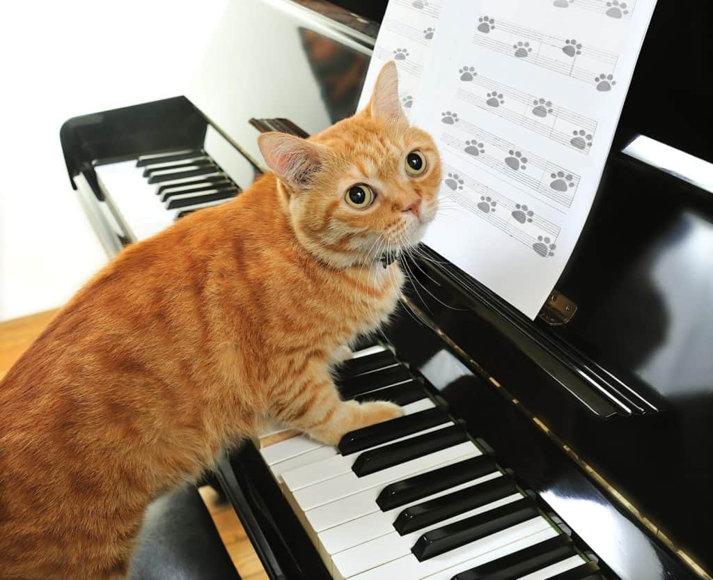 Do Animals Enjoy Music? Zoömusicology Has Surprising Answers - A-Z Animals