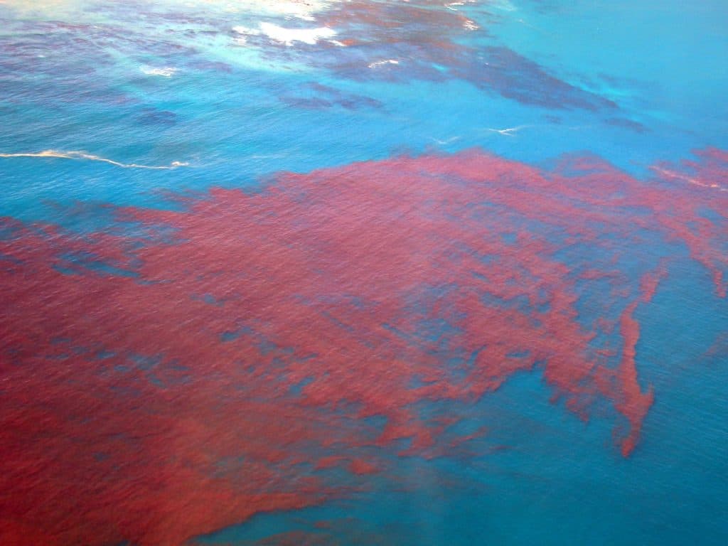 Forest Fires Benefit Ocean Life, But at a Cost - A-Z Animals