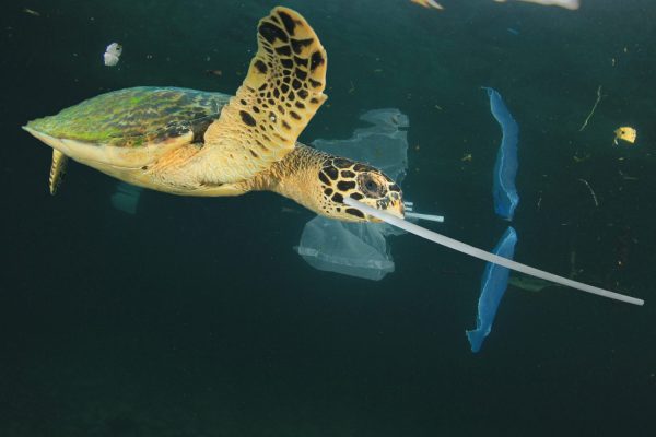 How One Sea Turtle Sparked a Movement Against Plastic Straws - A-Z Animals