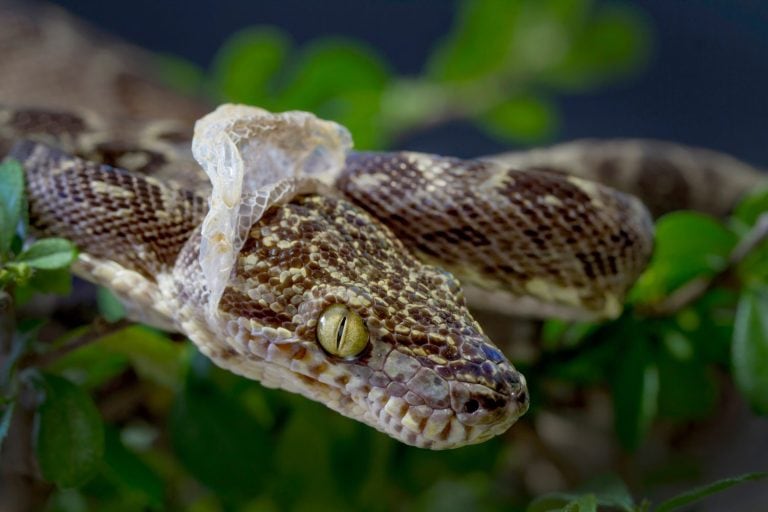 How Snakes Shed Their Skin Without Hurting Themselves - A-Z Animals