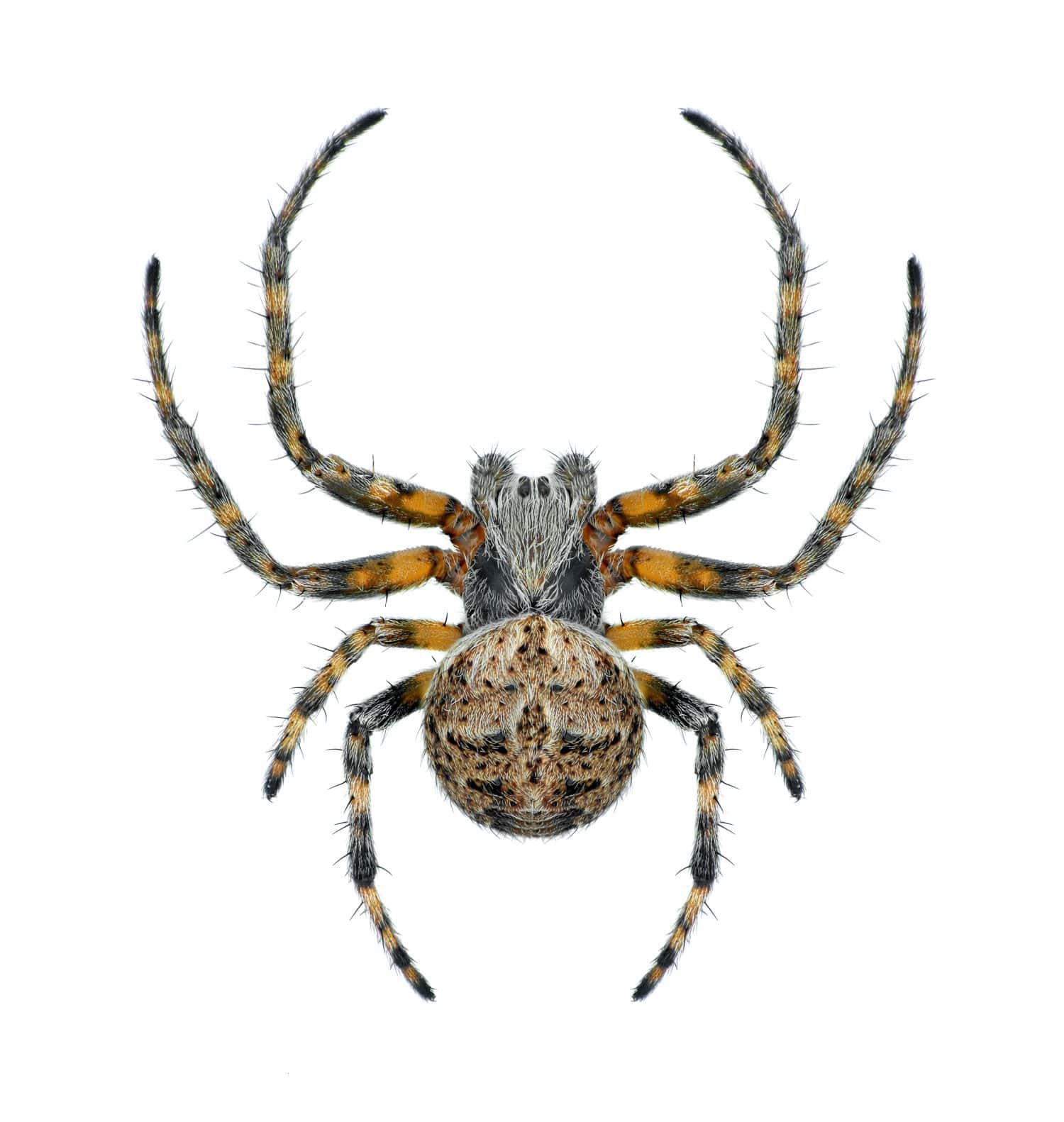 The Fascinating Science Behind Why People Are Afraid of Spiders - A-Z ...