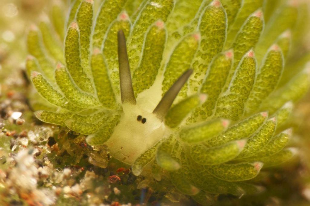 This Creature Looks Like a Pokémon Character - A-Z Animals