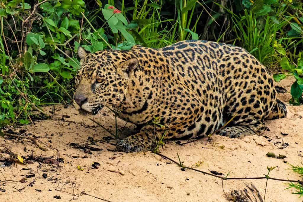 The Curious Reason Capybaras Hitch Rides on Crocodiles - A-Z Animals