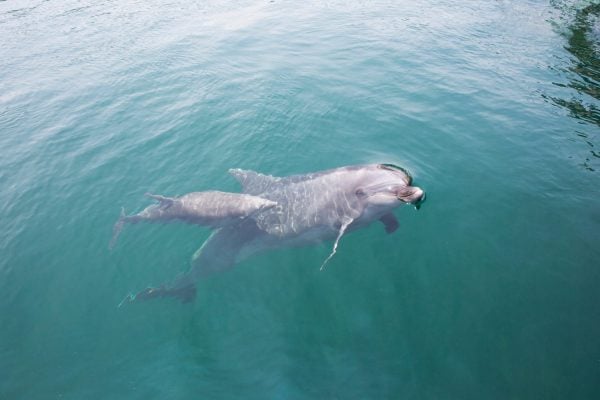 A Newborn Dolphin Learns to Swim in the First Few Hours of Its Life - A ...