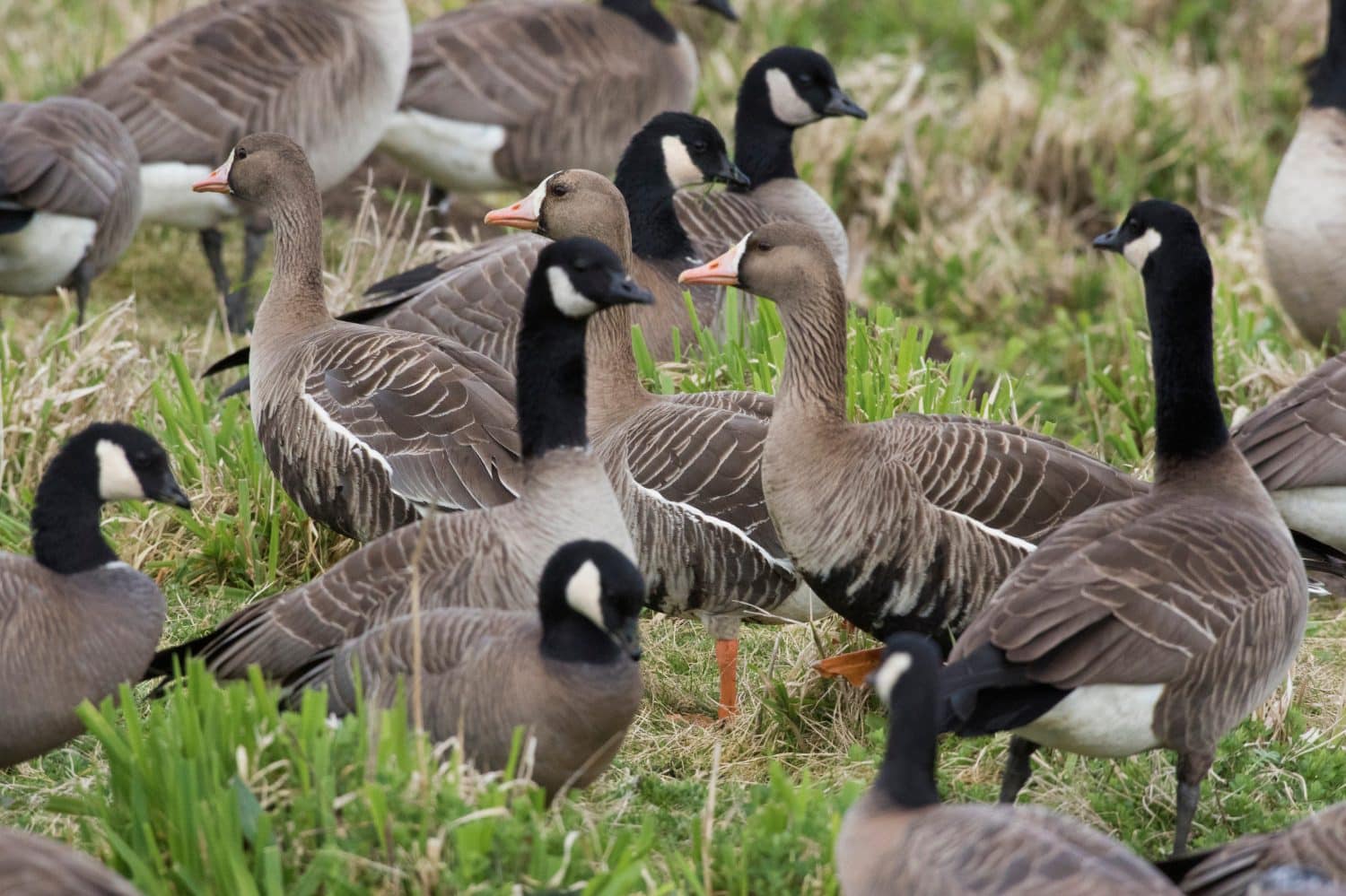 What's the Difference Between a Male vs. Female Goose? - A-Z Animals