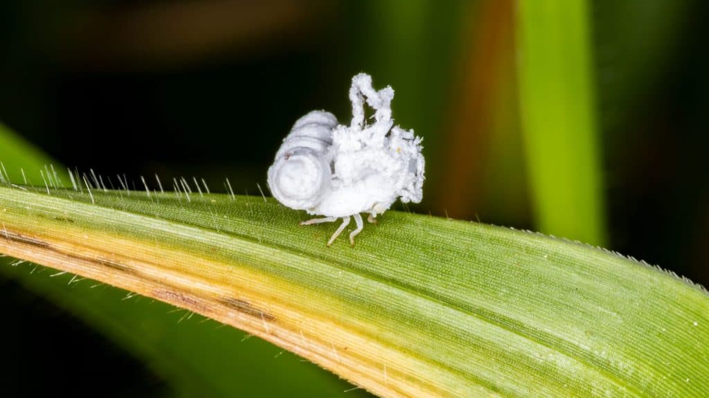 What Is the Popcorn Bug and Why Is It Covered in Wax? - A-Z Animals
