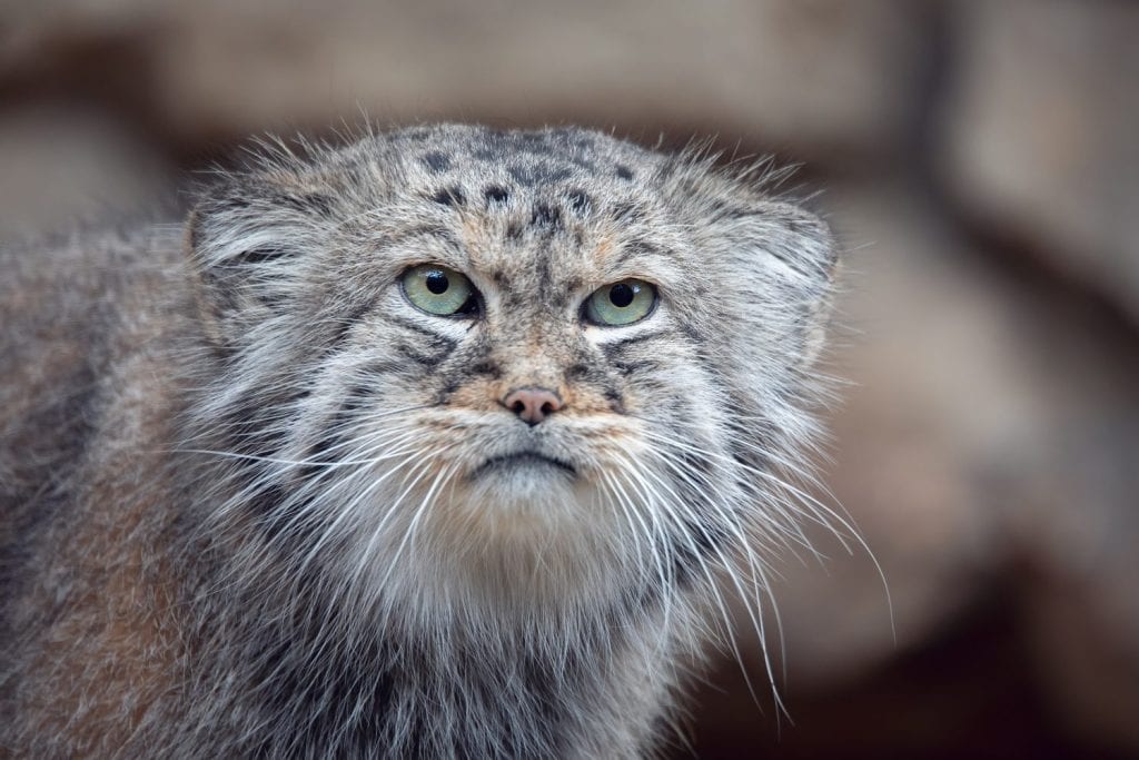 Animal Encyclopedia With Facts, Pictures, Stories, and More! - A-Z Animals
