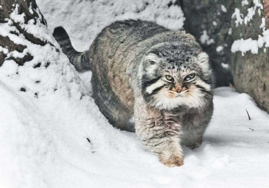 Pallas’ Cat Animal Facts - Otocolobus manul - A-Z Animals