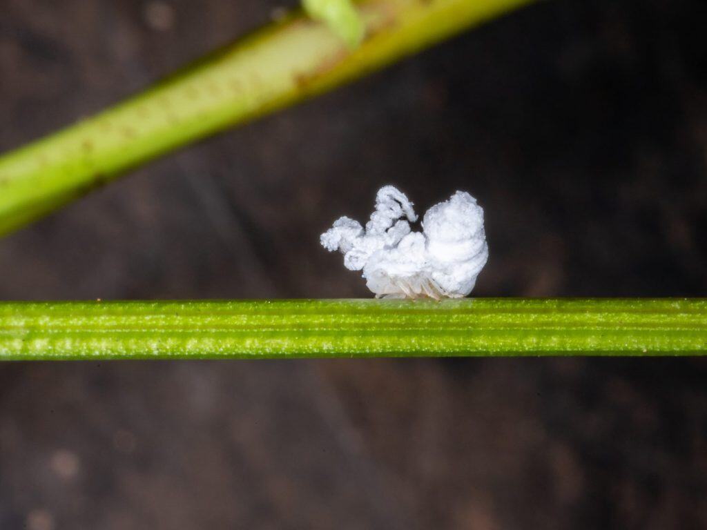 What Is the Popcorn Bug and Why Is It Covered in Wax? - A-Z Animals