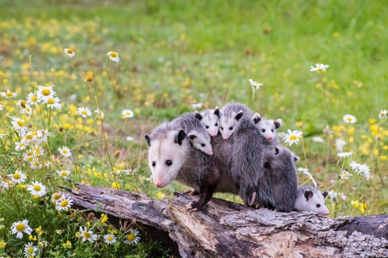 5 Sounds Possums Make and What Each Means - A-Z Animals