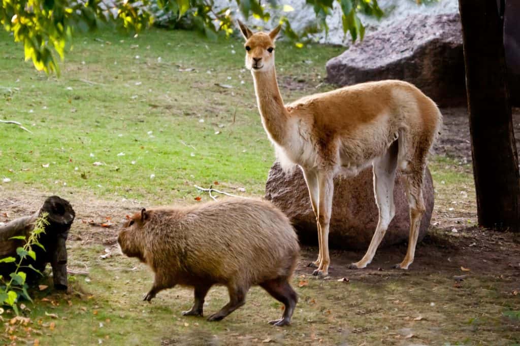 The Curious Reason Capybaras Hitch Rides on Crocodiles - A-Z Animals