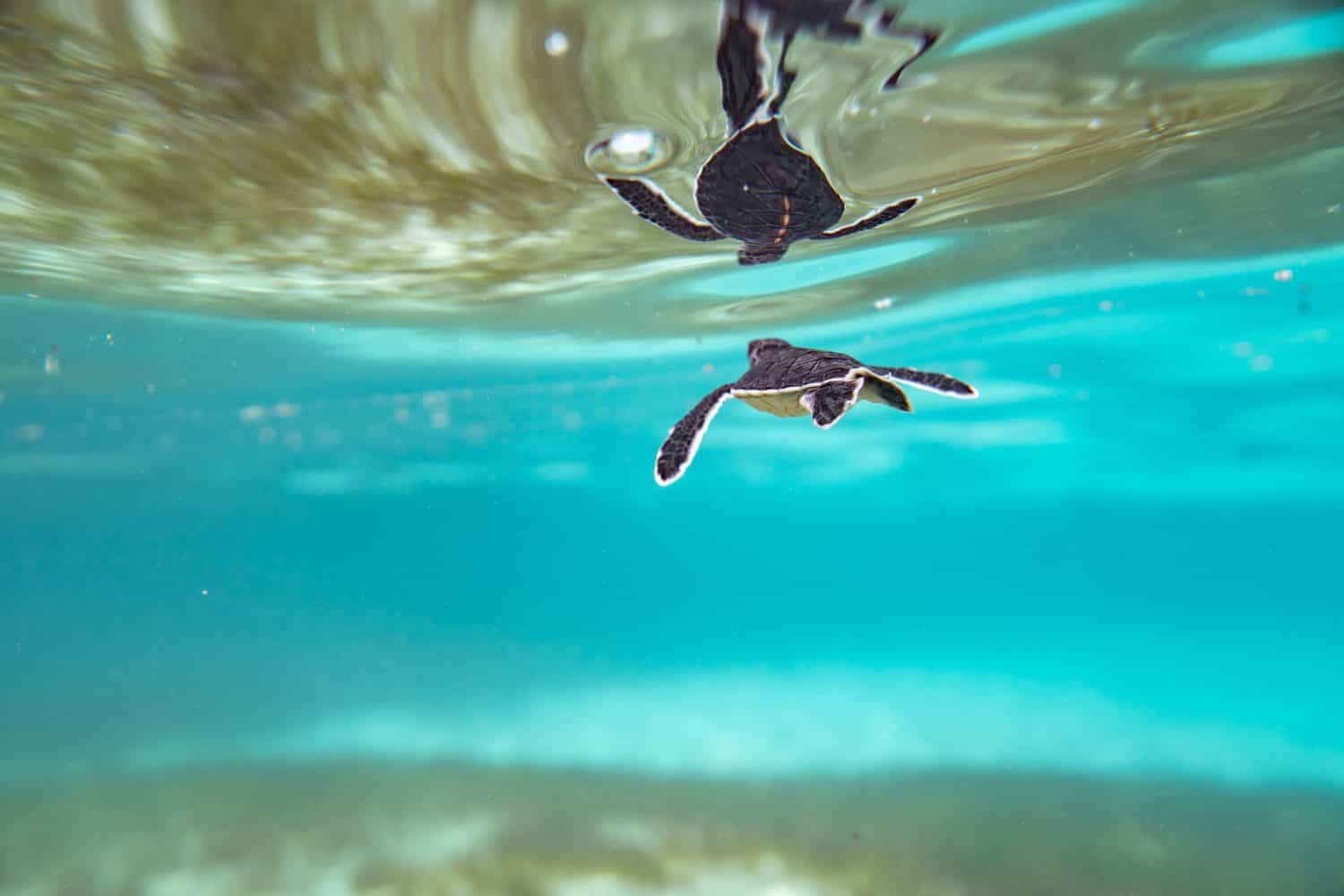What’s Behind Maryland’s Surge in Marine Animal Strandings This Year ...