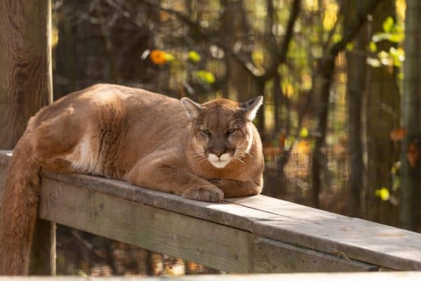 6 Animals With Signature Scents - A-Z Animals