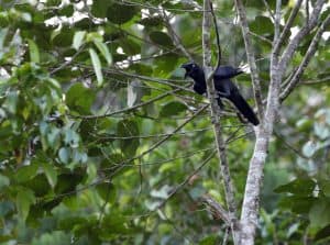 The 10 Largest Crows in the World - A-Z Animals