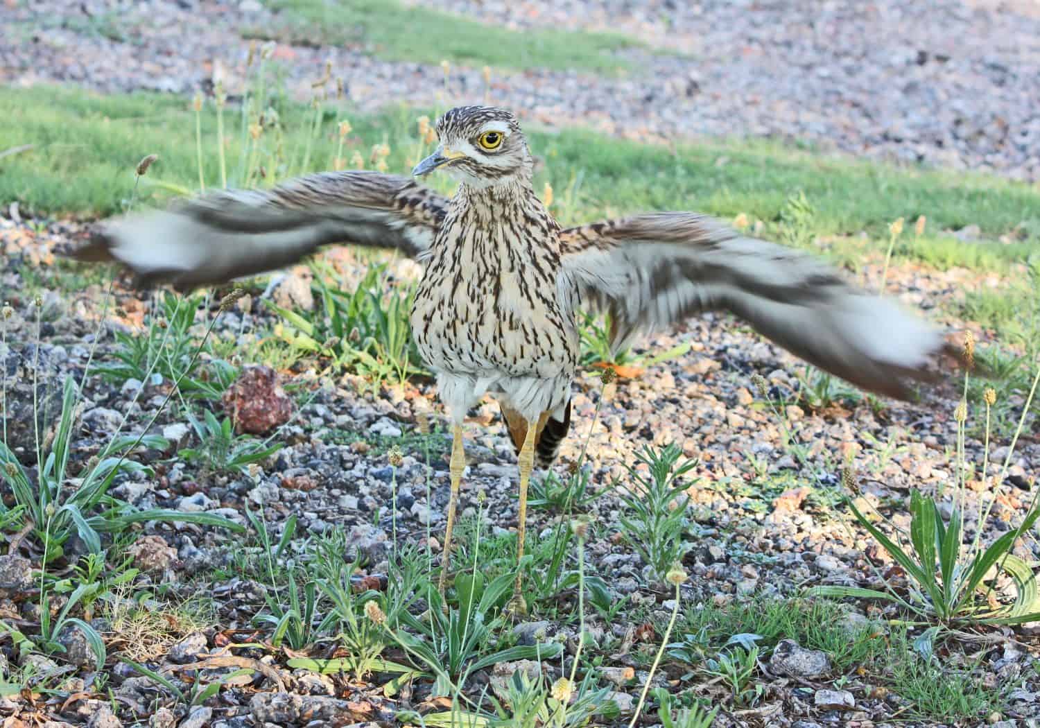 This Tiny Bird Protects Crocodile Eggs and Gets Protection in Return ...