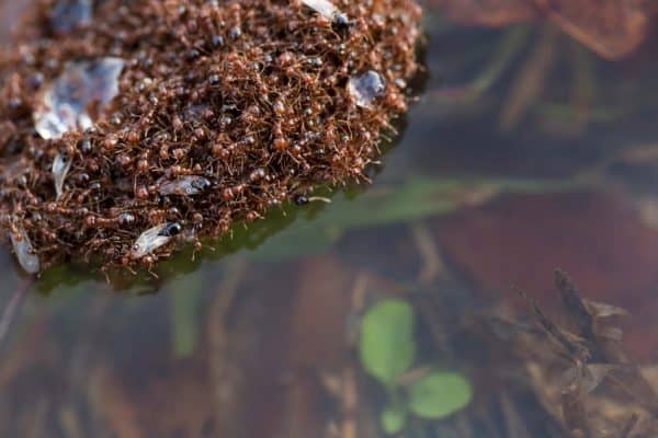How Fire Ants Survive Floods by Building Living Rafts - A-Z Animals