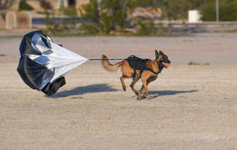 The Critical Role Dogs Play in Navy SEAL Missions - A-Z Animals