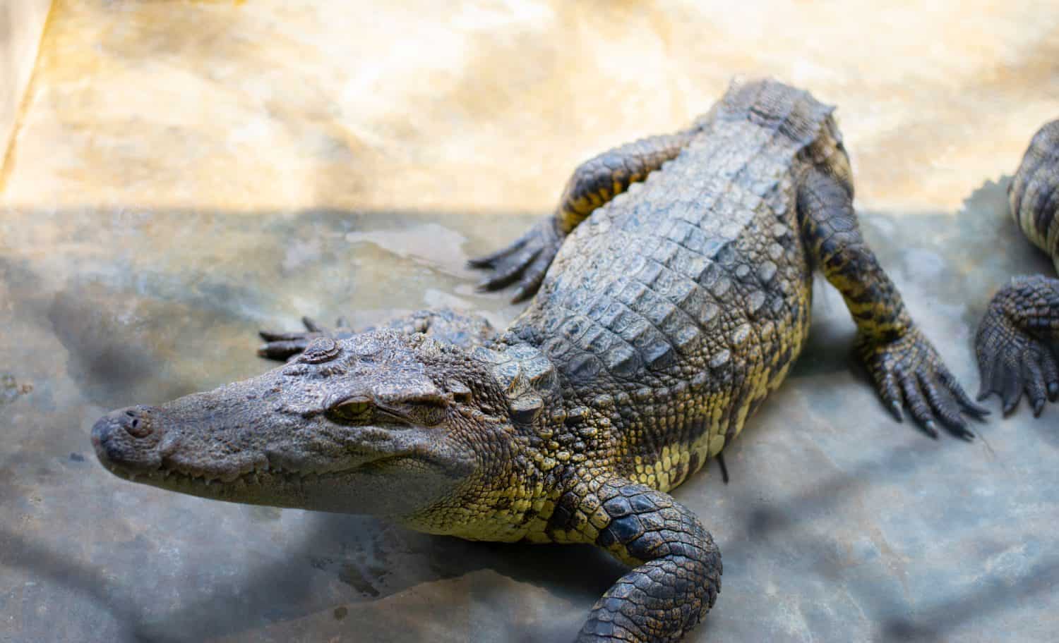 This Crocodile Was Born Without a Tail—and It’s Thriving - A-Z Animals