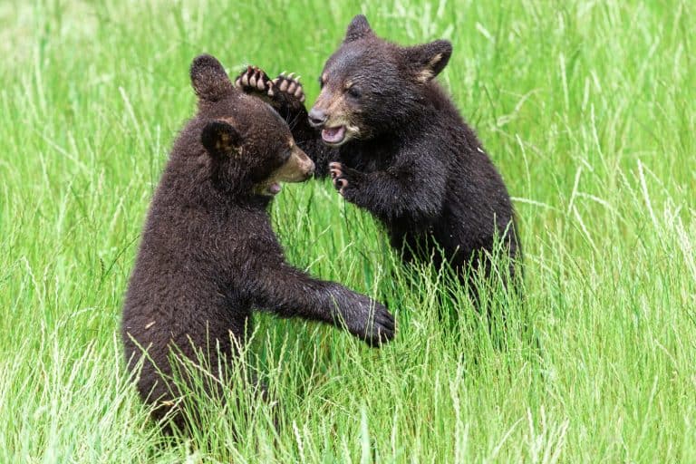 From Moose to Songbirds: Wildlife of Mount Rainier National Park - A-Z ...
