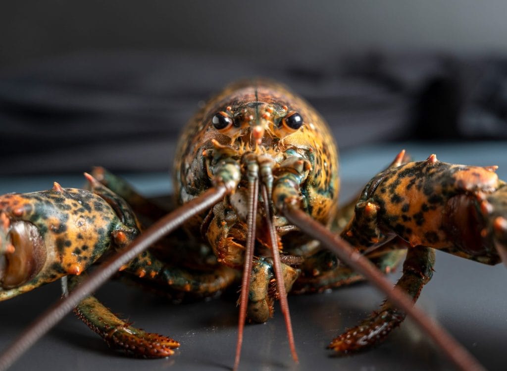 The Lobster Never Stops Growing, Plus More Astonishing Facts - A-Z Animals