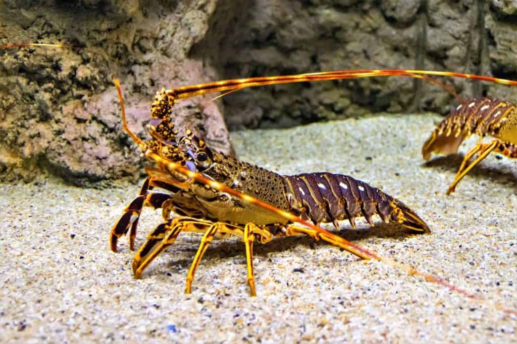 The Lobster Never Stops Growing, Plus More Astonishing Facts - A-Z Animals