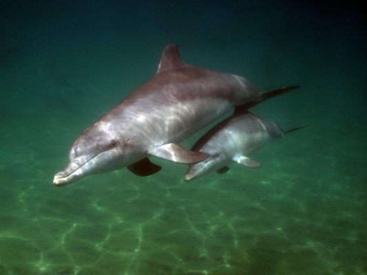 A Newborn Dolphin Learns to Swim in the First Few Hours of Its Life - A ...