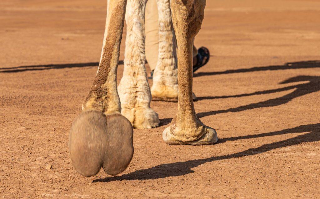 Why Baby Camels Are Born Without Humps - A-Z Animals