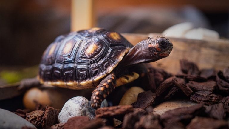 A Beginner's Guide to Owning a Pet Tortoise - A-Z Animals