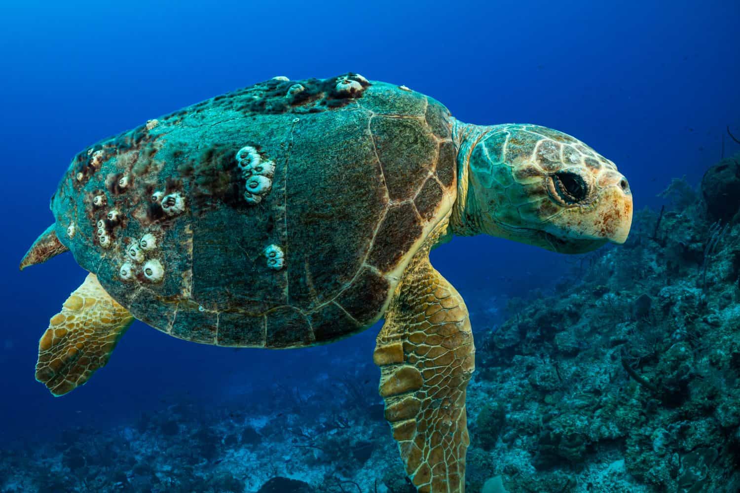 Shell Shockers: 10 Amazing Turtle Facts - A-Z Animals