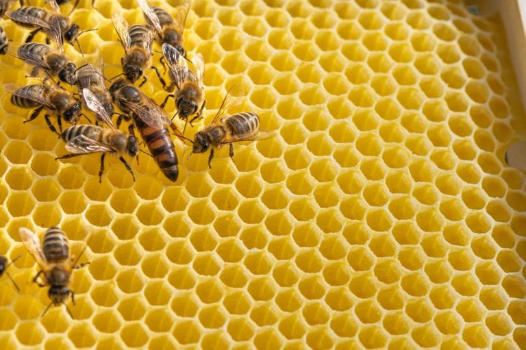 How Honeybee Hierarchies Keep the Hive Alive - A-Z Animals