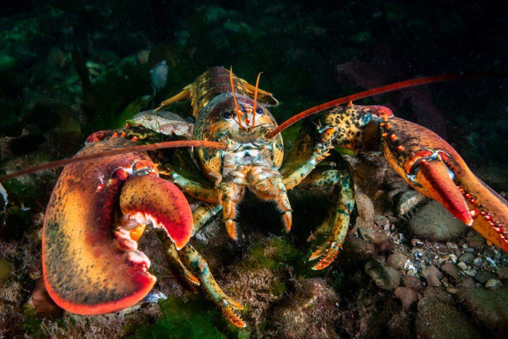 The Lobster Never Stops Growing, Plus More Astonishing Facts - A-Z Animals