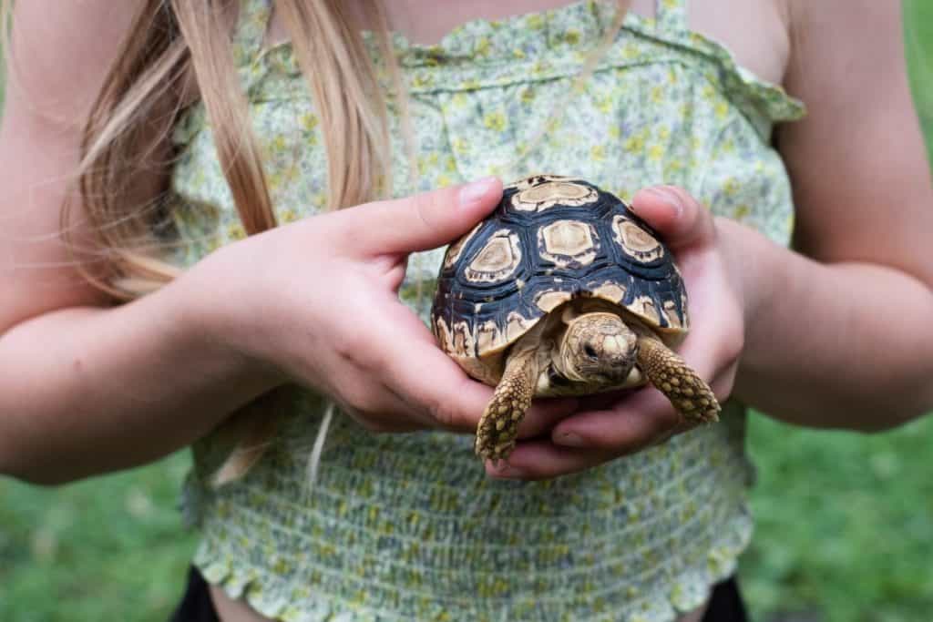 A Beginner's Guide to Owning a Pet Tortoise - A-Z Animals