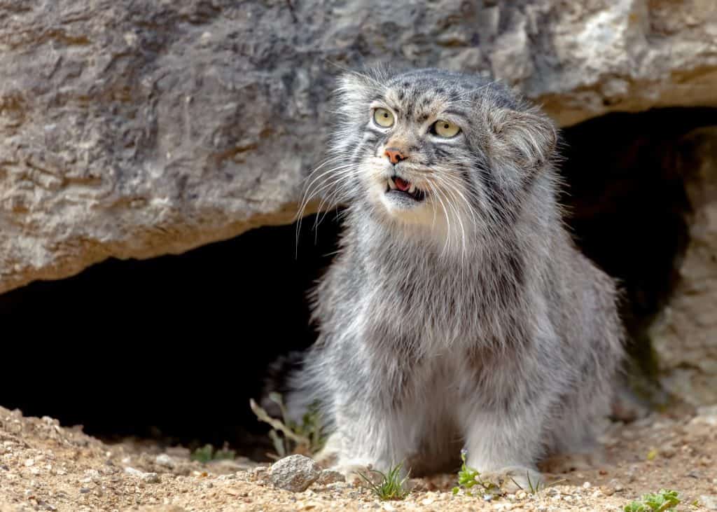 Pallas’ Cat Animal Facts - Octocolobus manul - A-Z Animals