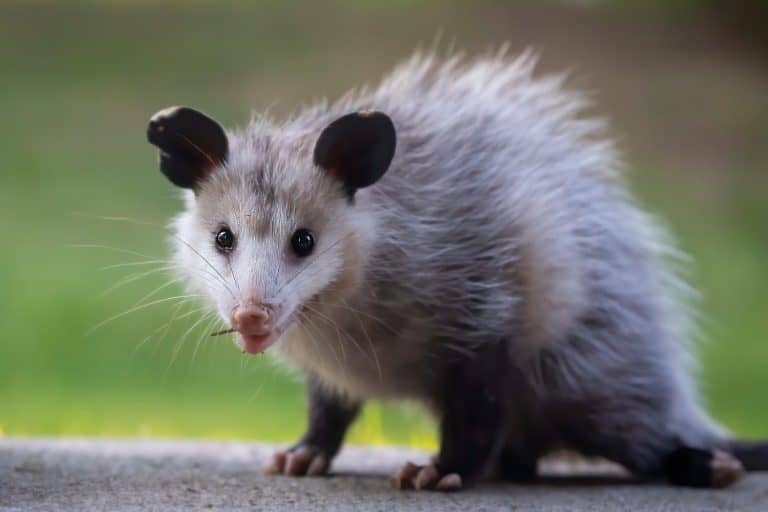 This Mother Possum Carried 13 Babies and Taught Them How to Survive - A ...