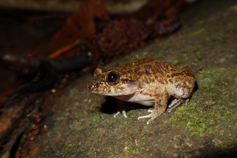 These Frogs Have Fangs and Hunt in Pairs - A-Z Animals