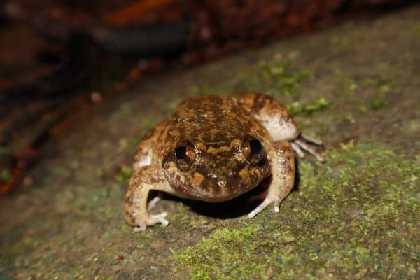 These Frogs Have Fangs and Hunt in Pairs - A-Z Animals