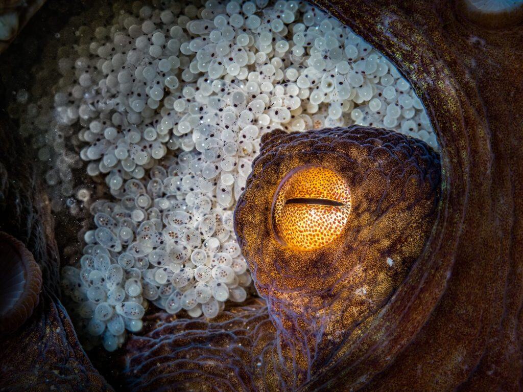 What Aristotle Got Wrong About the Magnificent Octopus - A-Z Animals