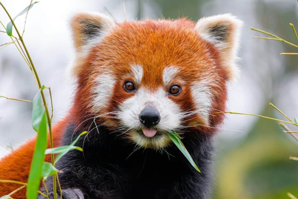 10 Facts That Prove Red Pandas Are More Than Just Cute - A-Z Animals