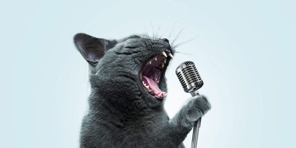 Can Your Pet Actually Enjoy the Music You Play? - A-Z Animals