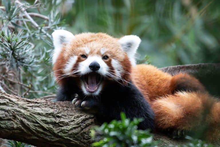 The Firefox Mystery: Why the Red Panda Is the World’s Loneliest Species ...