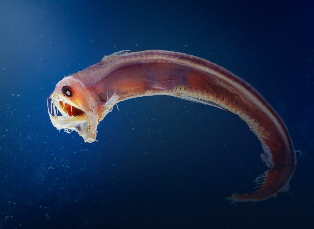 Viperfish Animal Facts - Chauliodus - A-Z Animals