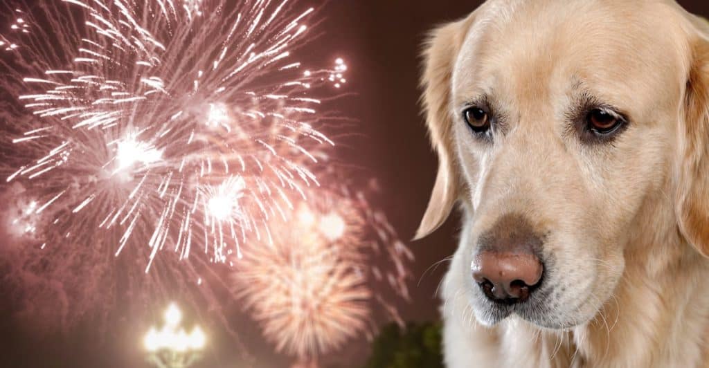 Beat the Heat: A Serious Summer Safety Guide for Household Pets - A-Z ...